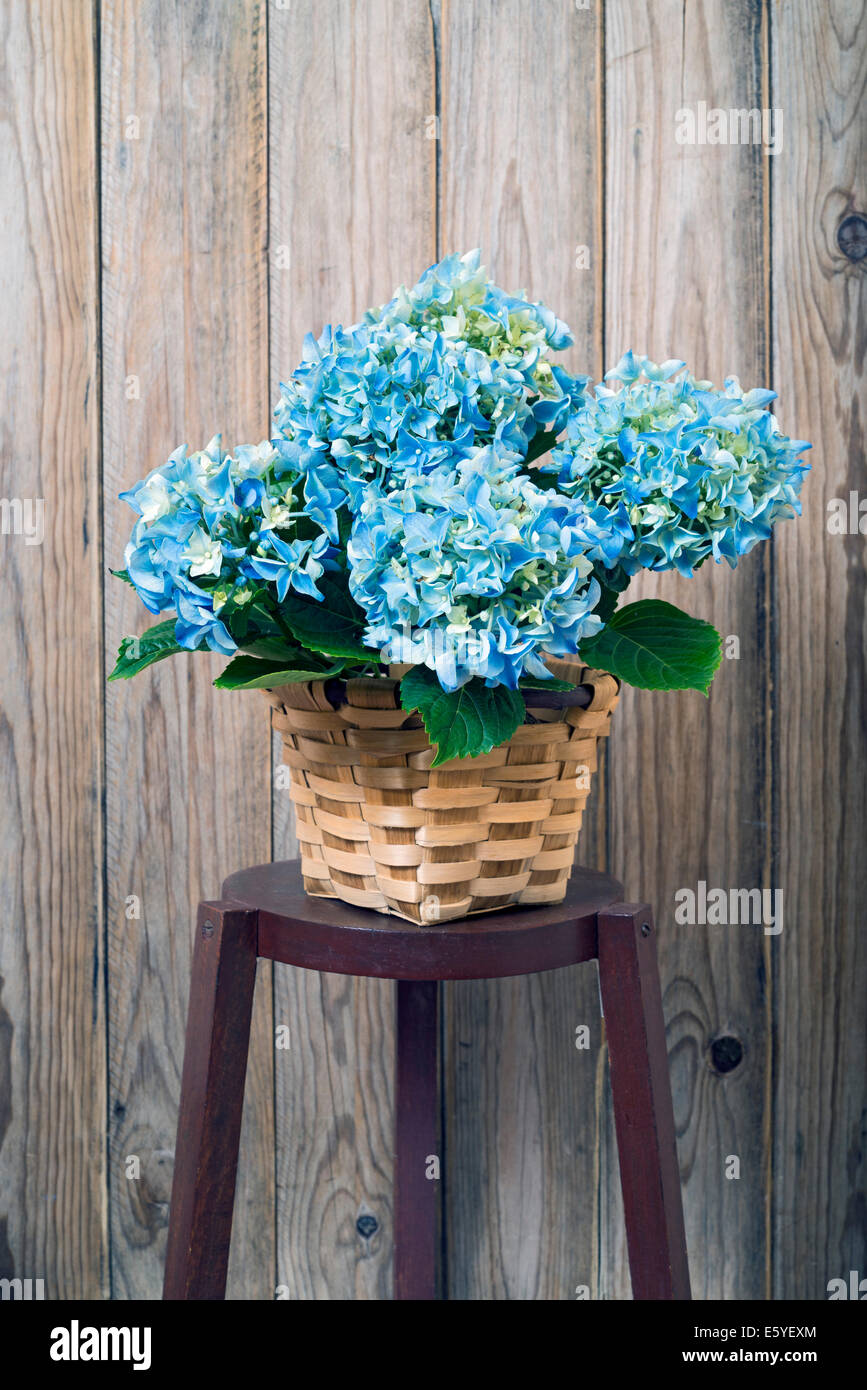 hydrangea in basket in still life bouquet Stock Photo - Alamy