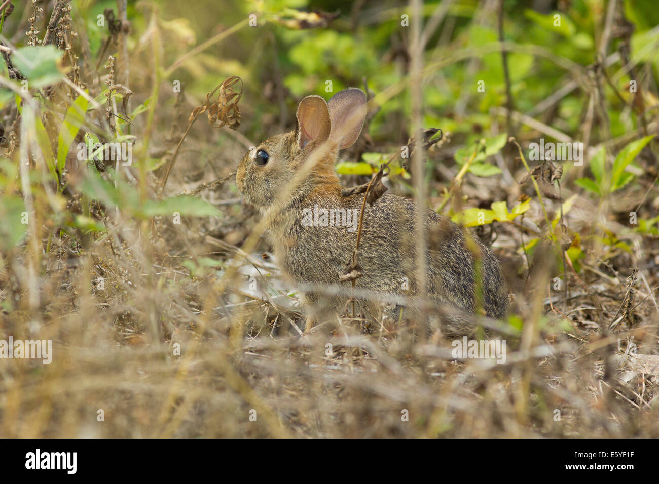 Rabbit and hare hi-res stock photography and images - Alamy