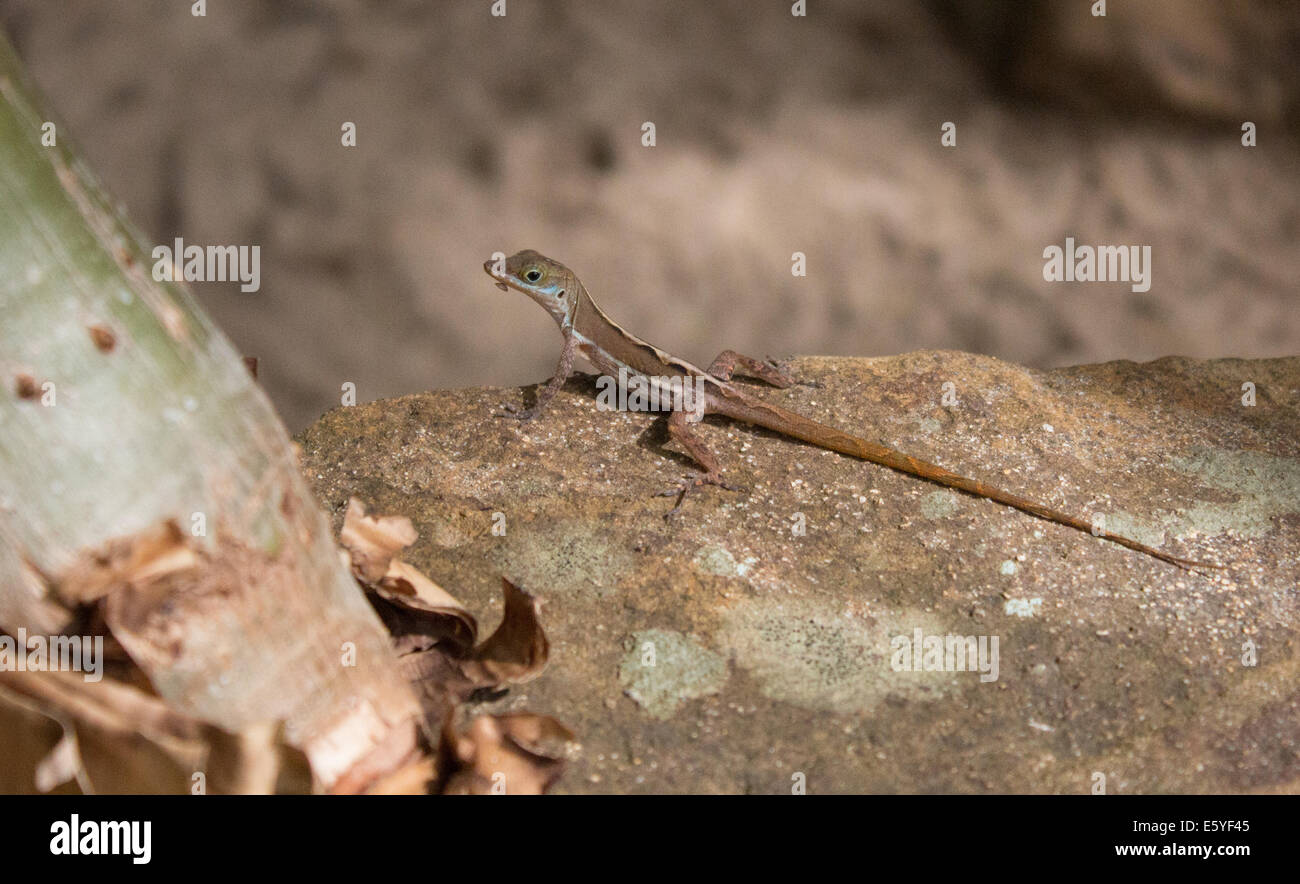 Blue lizard hi-res stock photography and images - Alamy