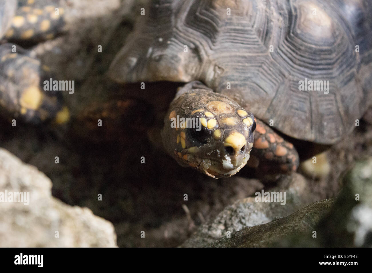 Tortoise face hi-res stock photography and images - Alamy