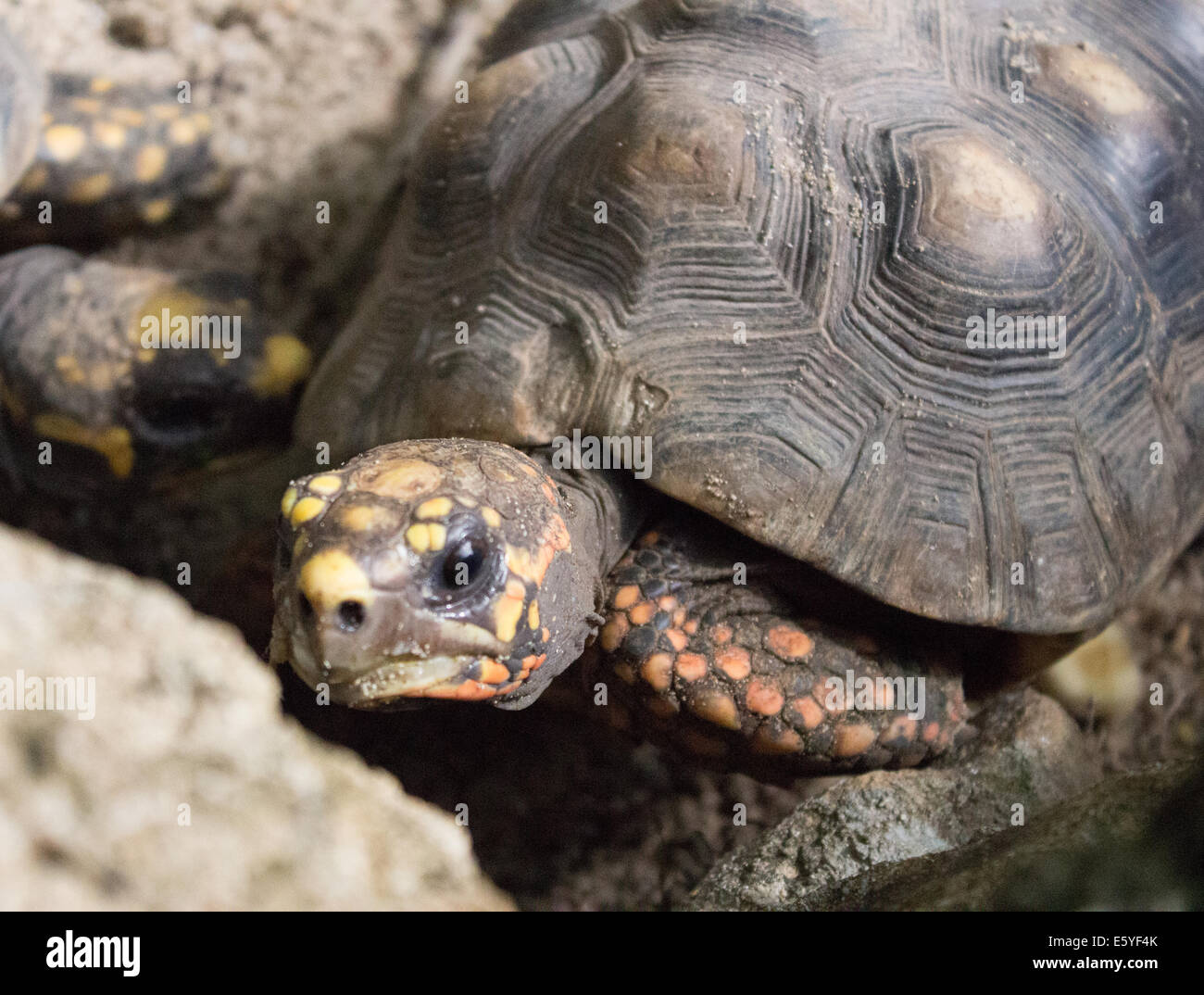 Tortoise face hi-res stock photography and images - Alamy
