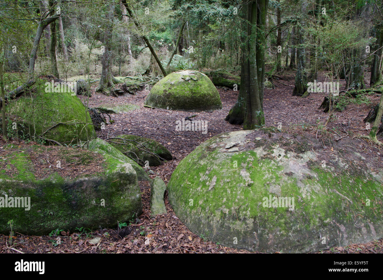 Spherical tree trees hi-res stock photography and images - Alamy