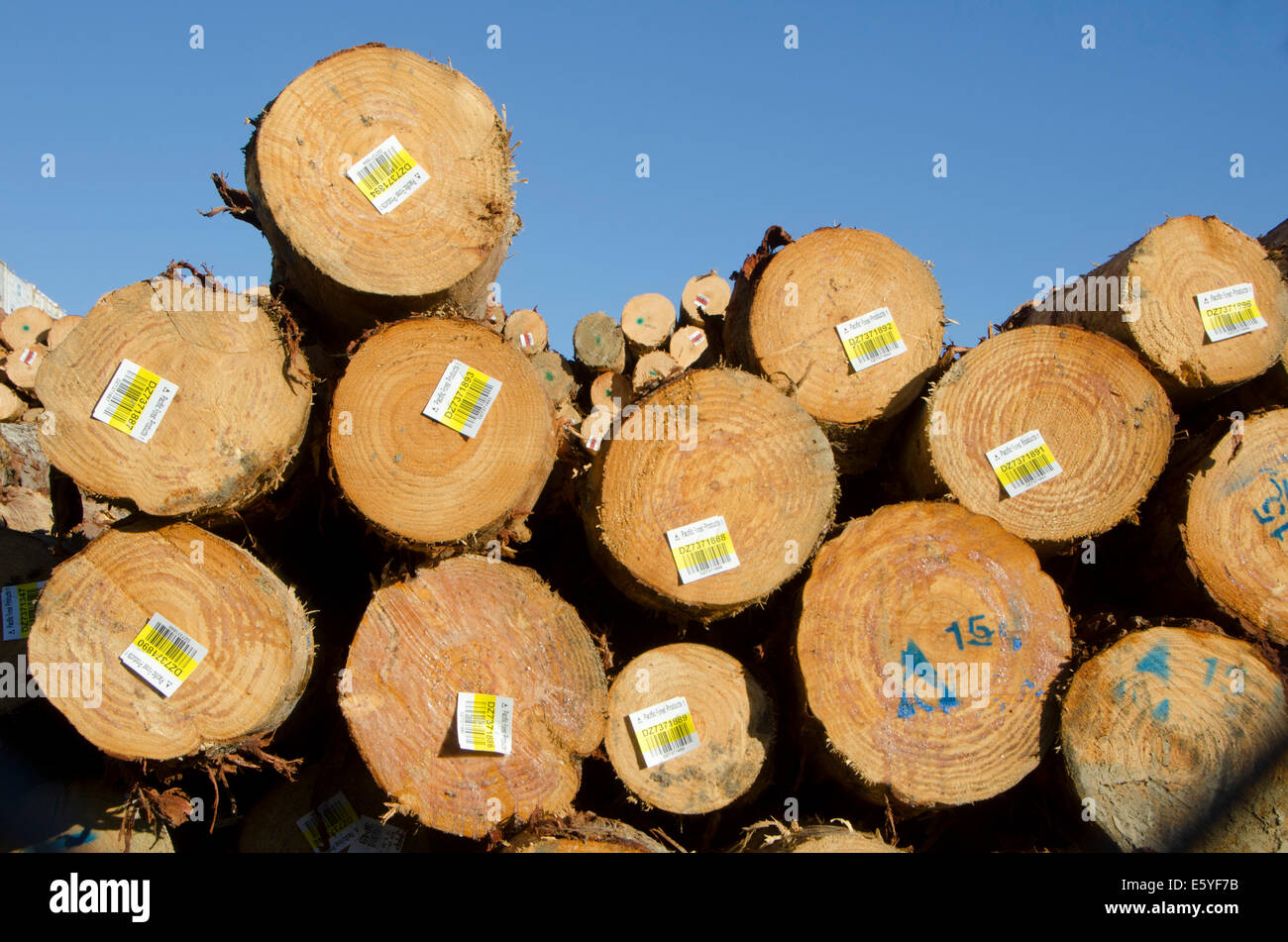 Logs, port of Nelson, South Island, New Zealand Stock Photo - Alamy