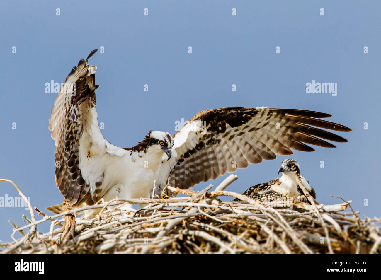 Seahawk Getting Attacked By Birds