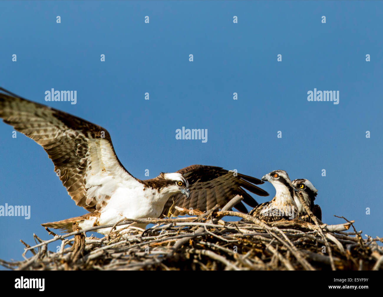 Young hawks hi-res stock photography and images - Alamy