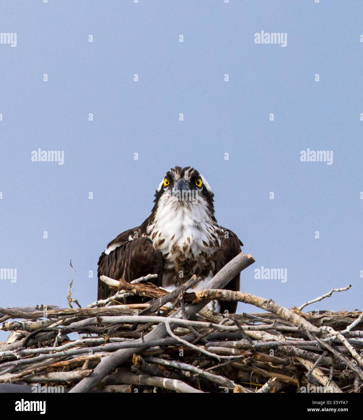 Osprey on nest, Pandion haliaetus, sea hawk, fish eagle, river hawk ...