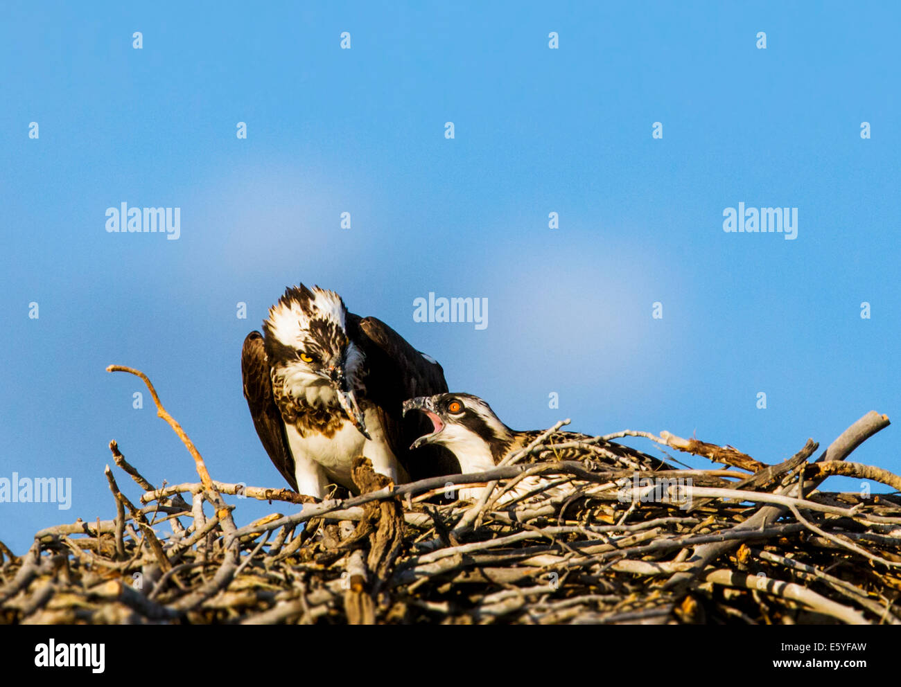 Adult Osprey feeding fish to a chick on nest, Pandion haliaetus, sea ...