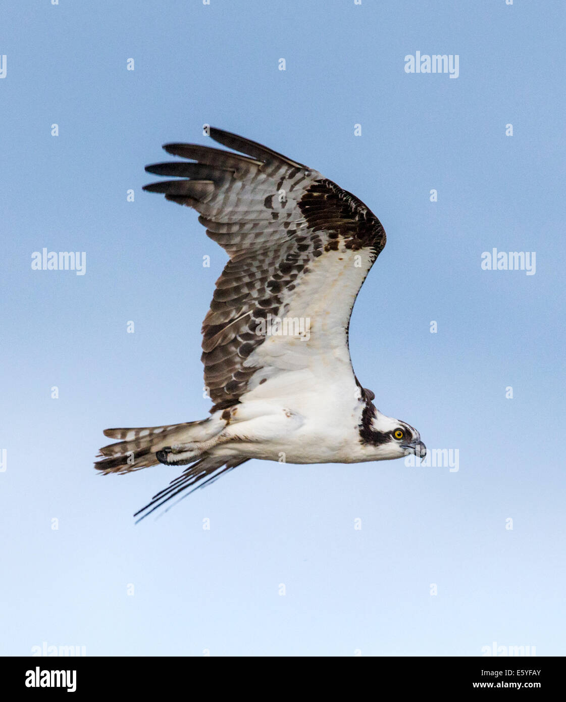 Osprey in flight, Pandion haliaetus, sea hawk, fish eagle, river hawk ...