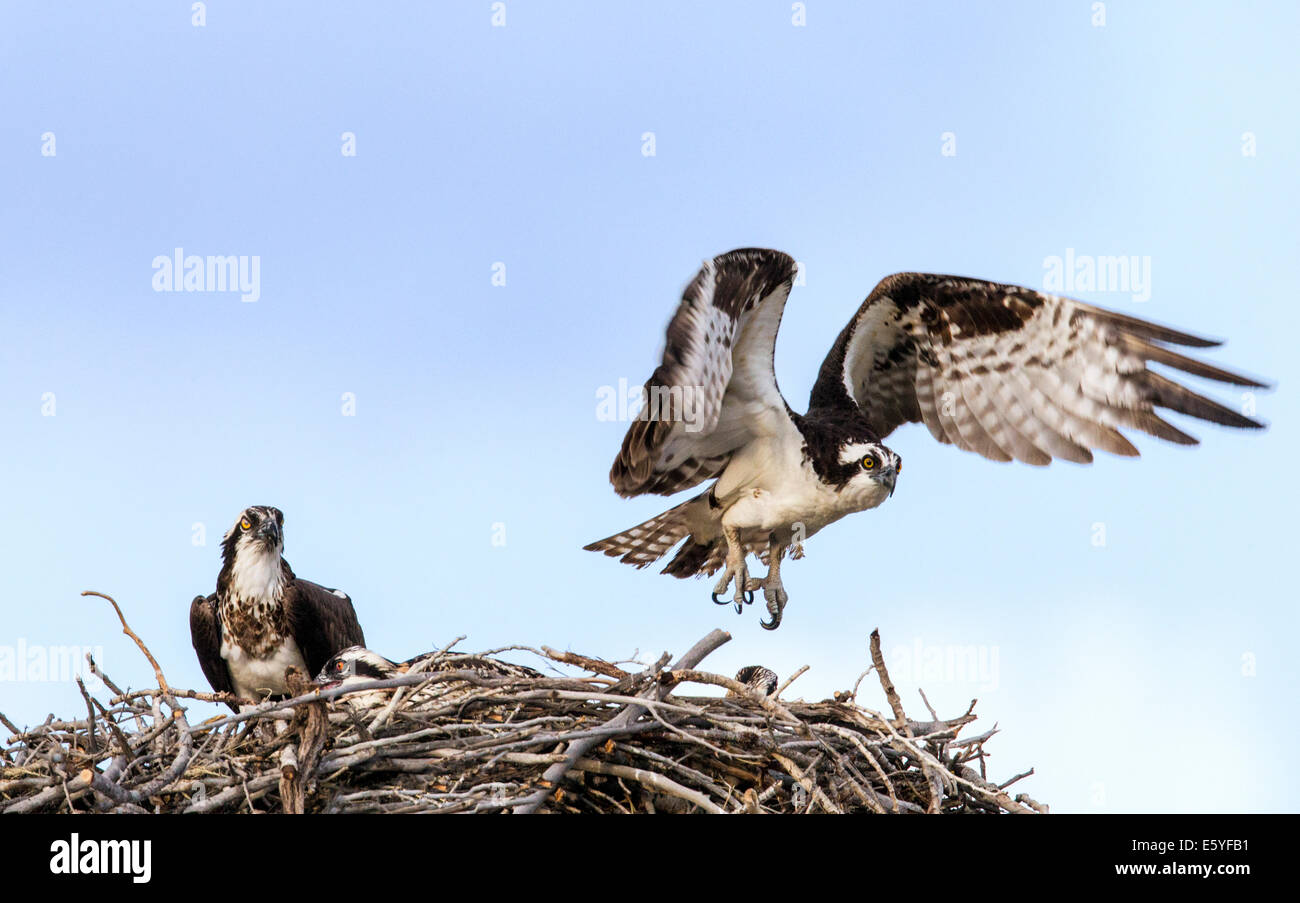 Adult Osprey flying to nest with young chicks, Pandion haliaetus, sea ...