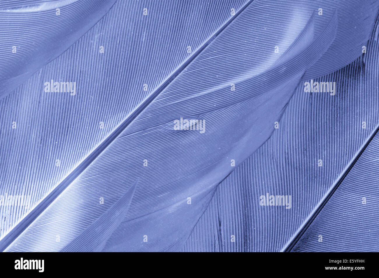 Plumage texture hi-res stock photography and images - Alamy