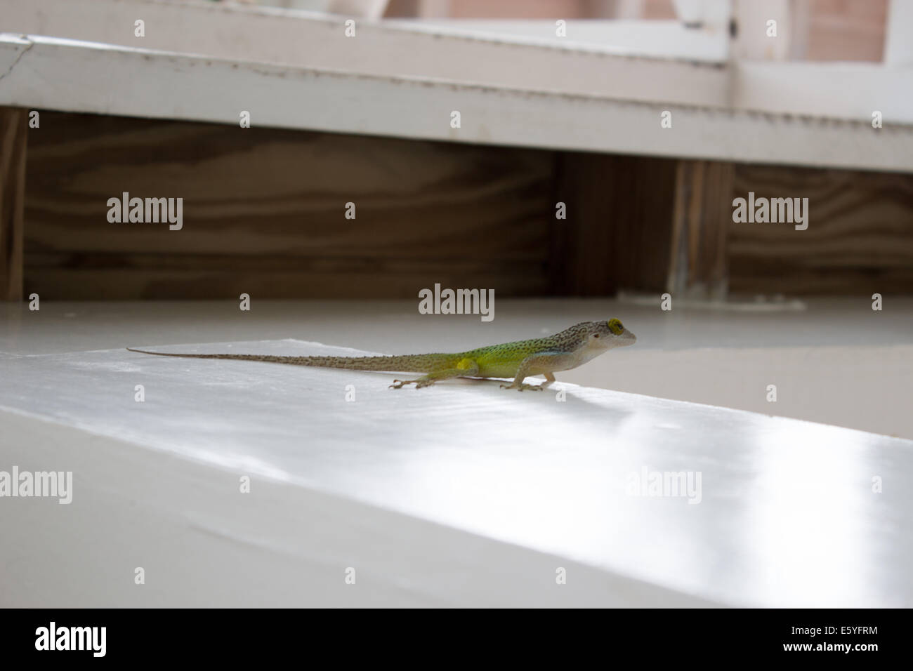 Green Lizard in Antigua Stock Photo - Alamy