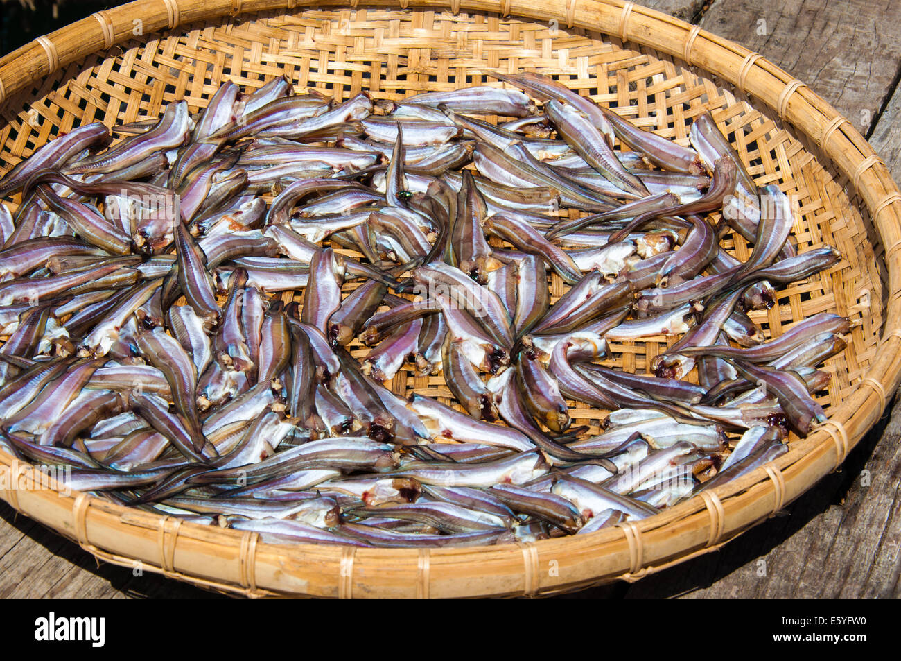 Small Fish drying on bamboo basket in the sun Stock Photo - Alamy
