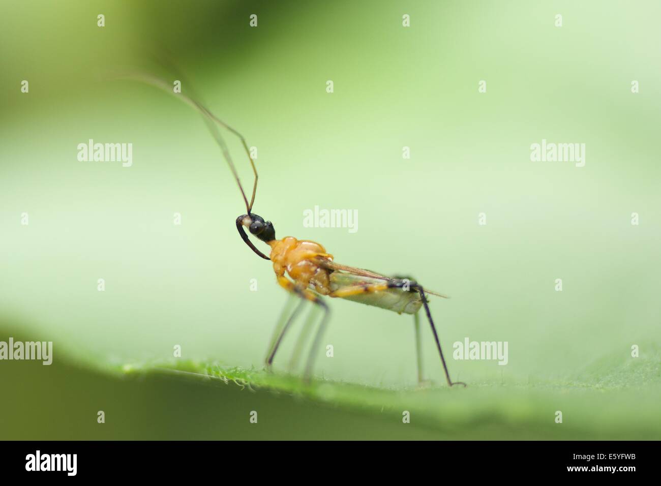 Reduviidae Assassin bug Stock Photo - Alamy