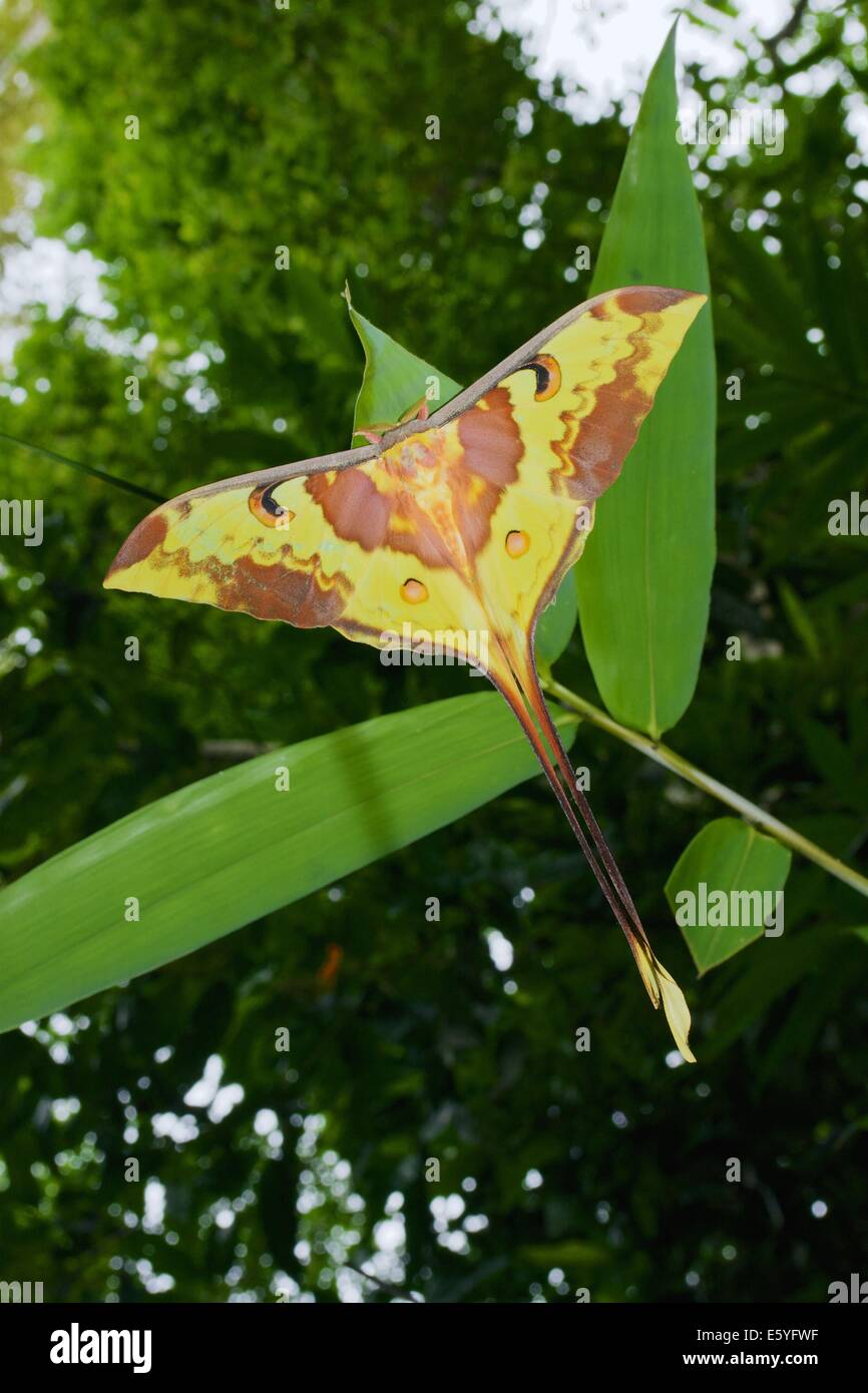 Malaysian Moon Moth Actias Maenas By Jatishwor Singh Irungbam On 2