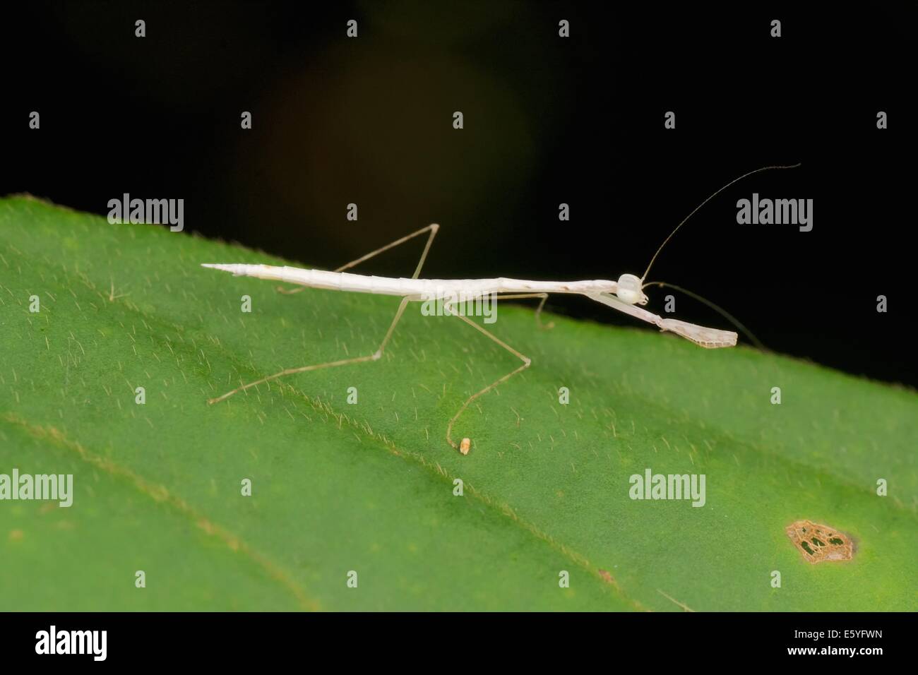 A white Mantis Nymph in Kaeng Krachan National Park, Thailand Stock ...