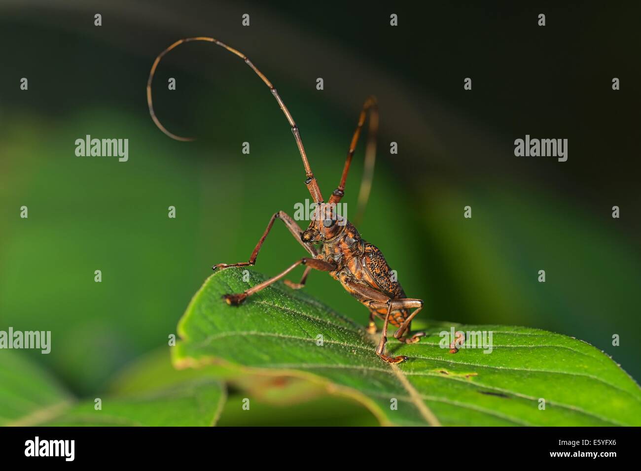 Male Pharsalia subgemmata. Longhorn Cerambycidae beetle in Khao Yai ...