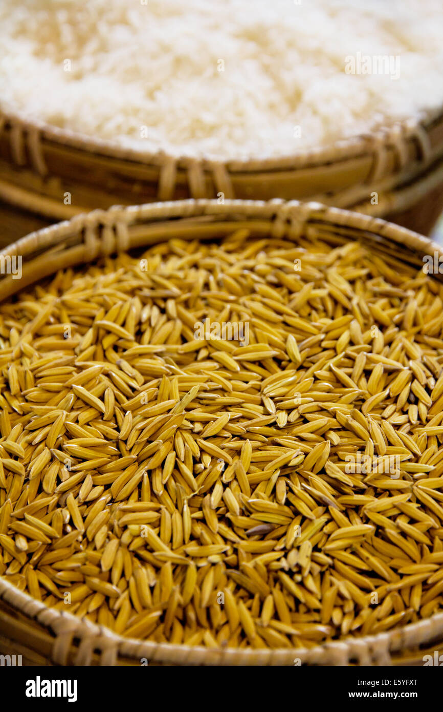 paddy and rice Stock Photo - Alamy
