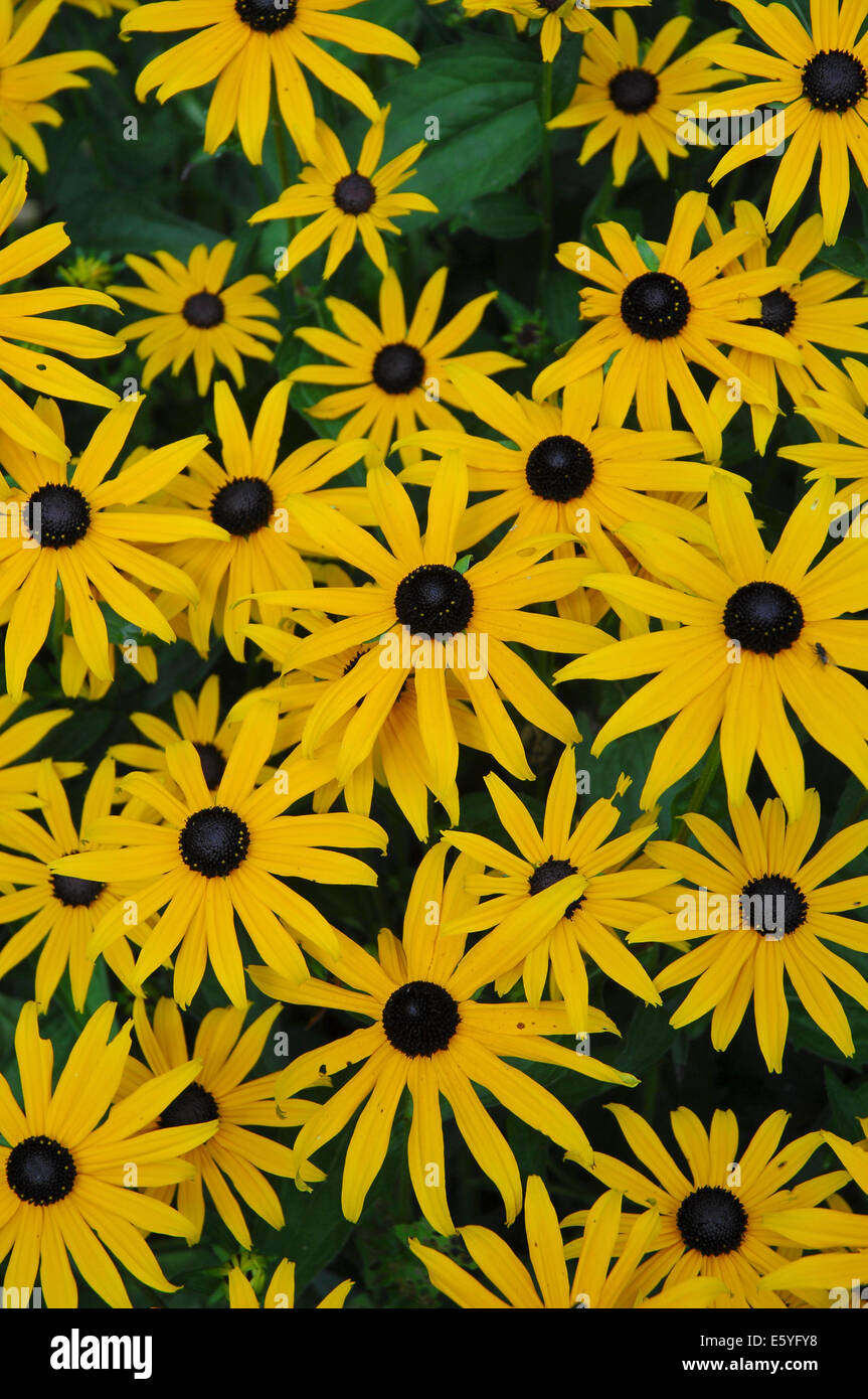 Yellow daisy flowers hi-res stock photography and images - Alamy