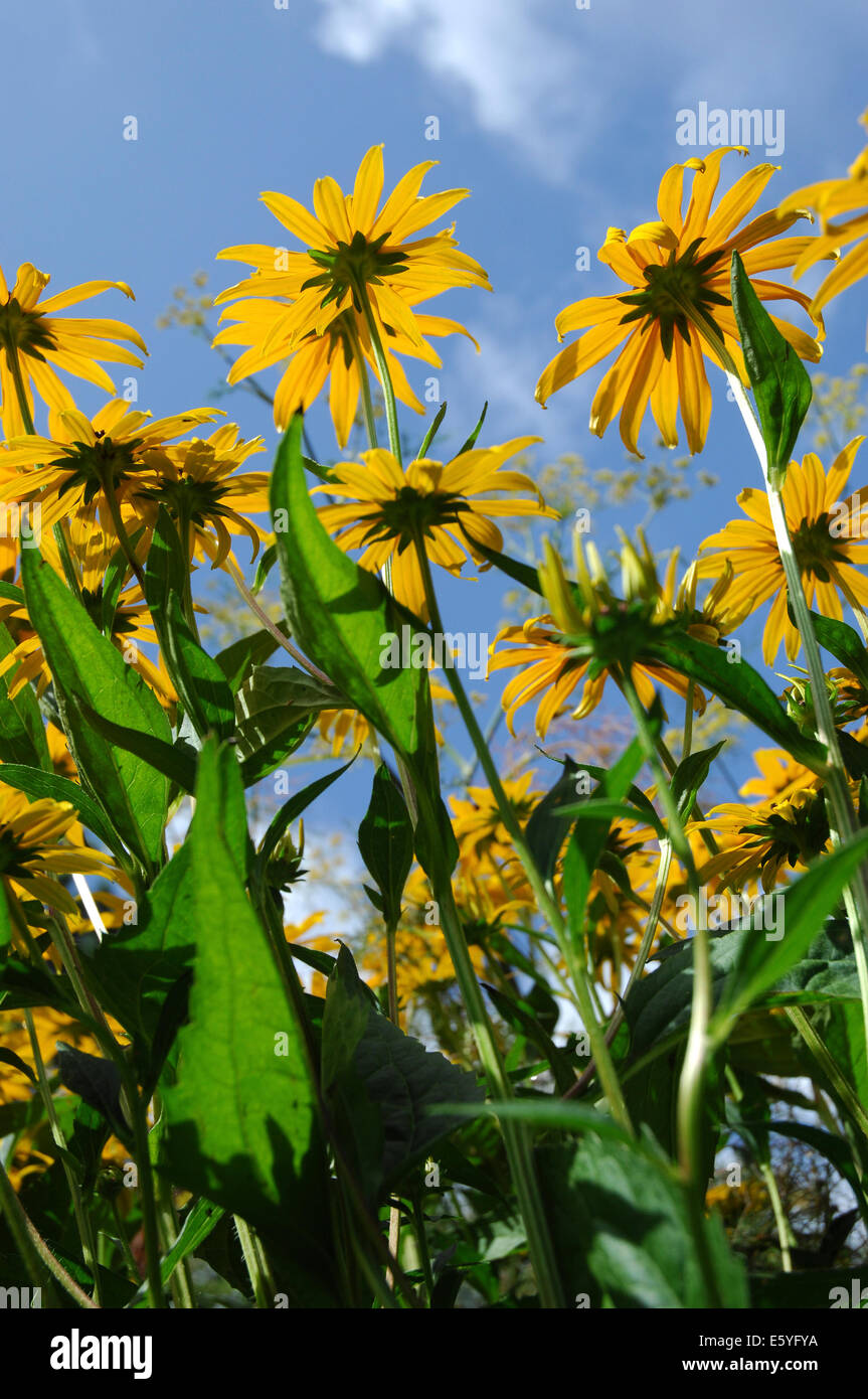Rudbekia Yellow Daisy flowers against a blue sky Stock Photo - Alamy