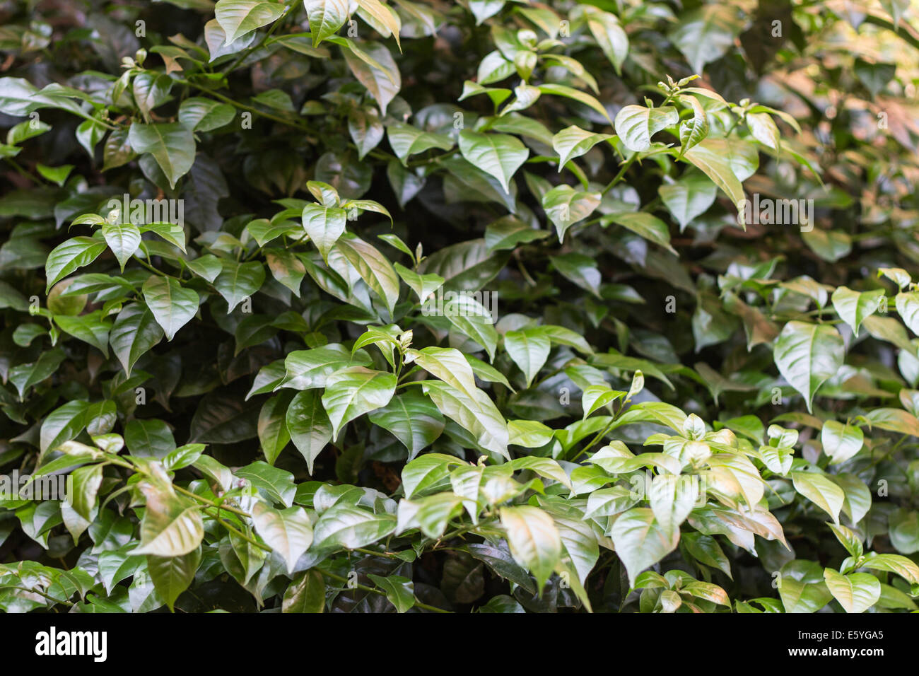 Foliage texture hi-res stock photography and images - Alamy