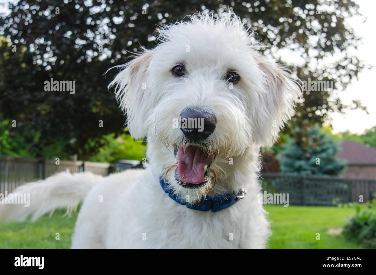 A white labradoodle looks intently at the camera Stock Photo - Alamy
