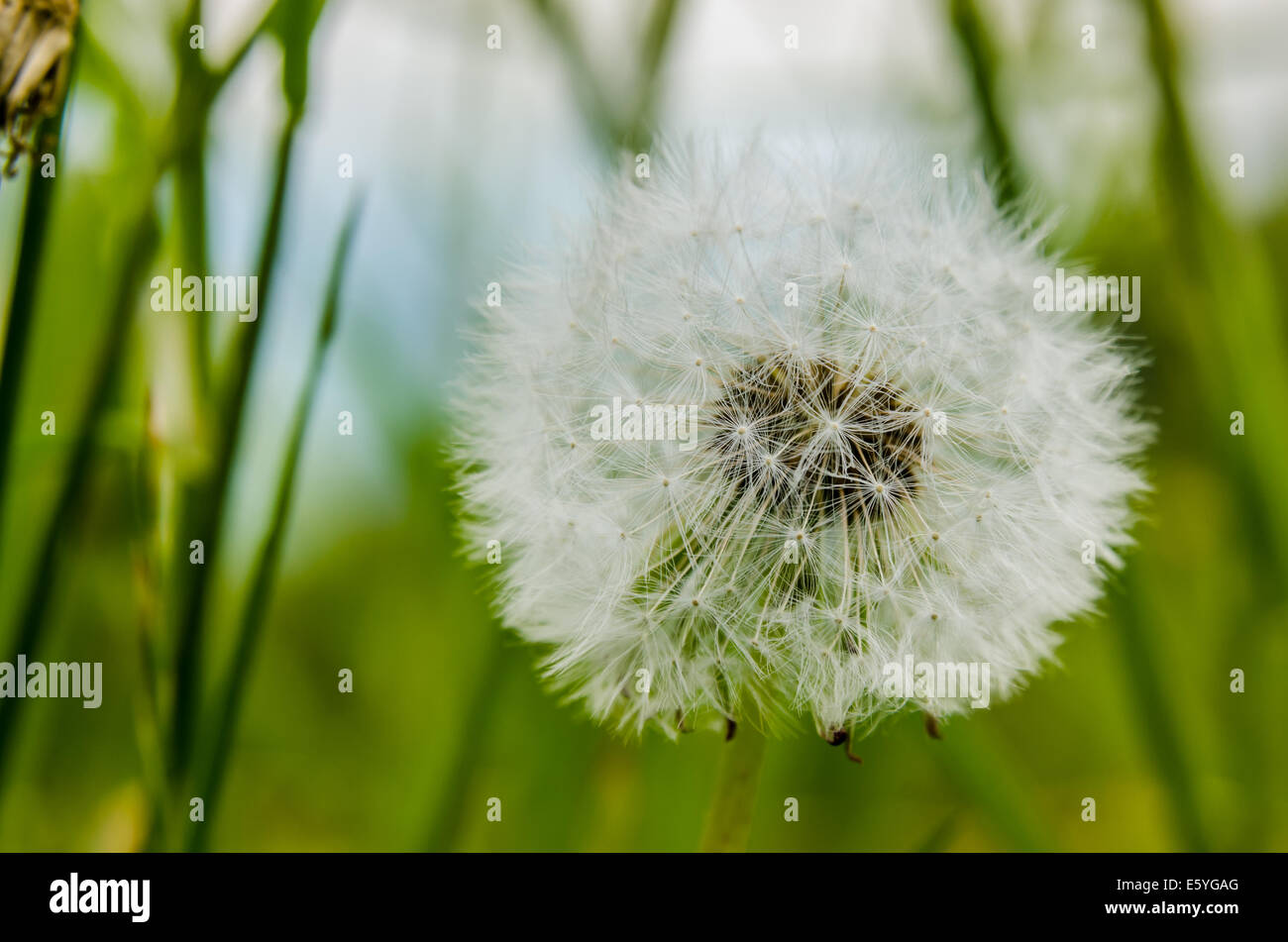 Fragile dandelion on soft hi-res stock photography and images - Alamy