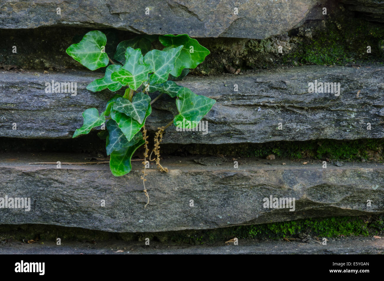 Ivy begins growing out of the moss and dirt between stacks of rocks ...