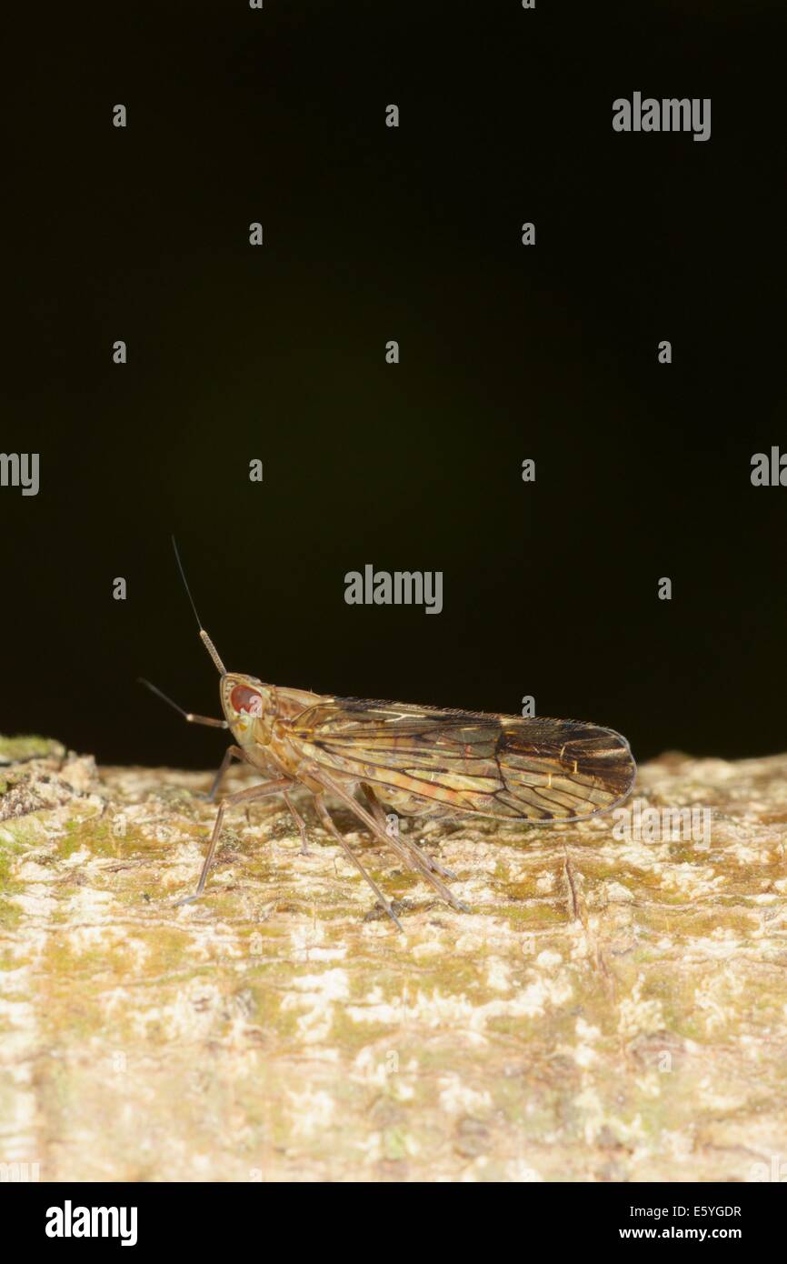 Delphacid Planthopper - Fulgoroidea. Khao Yai National Park, Thailand ...
