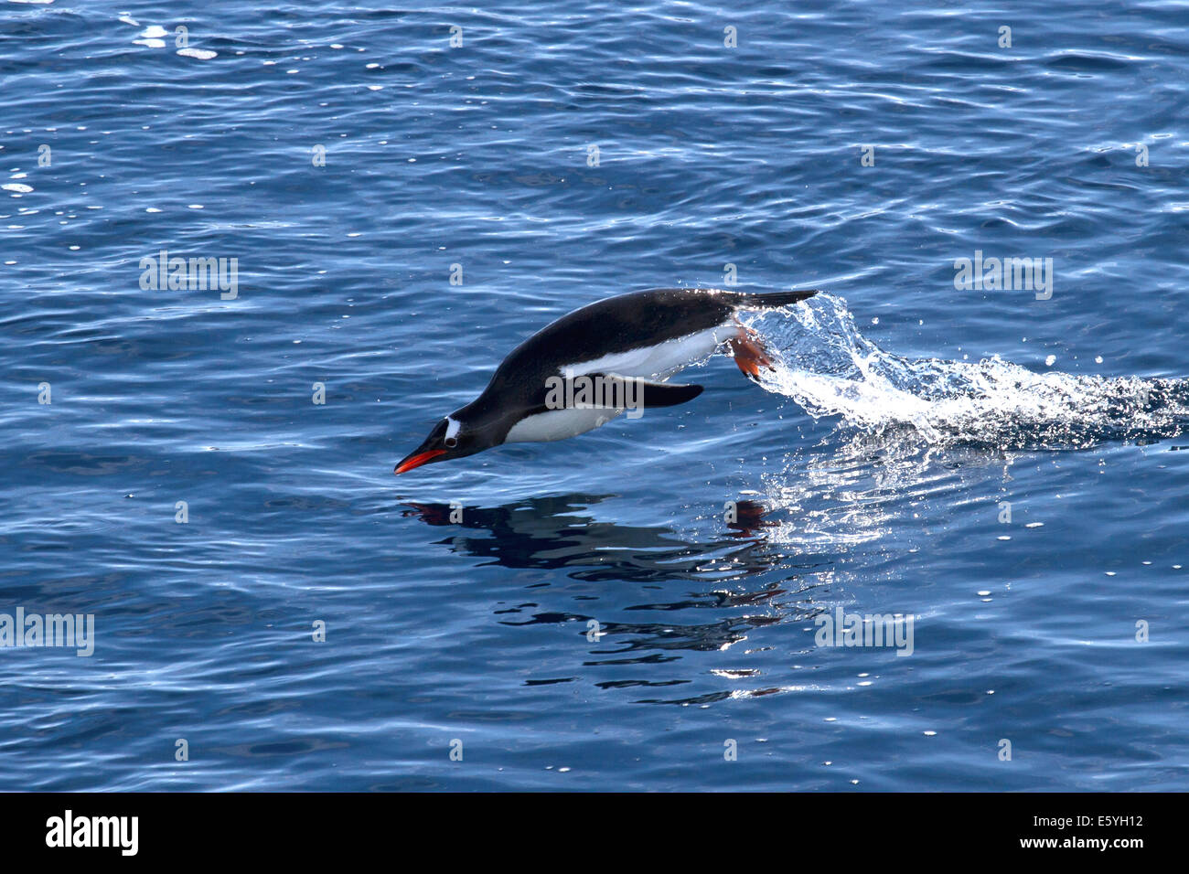 Jumped on hi-res stock photography and images - Alamy