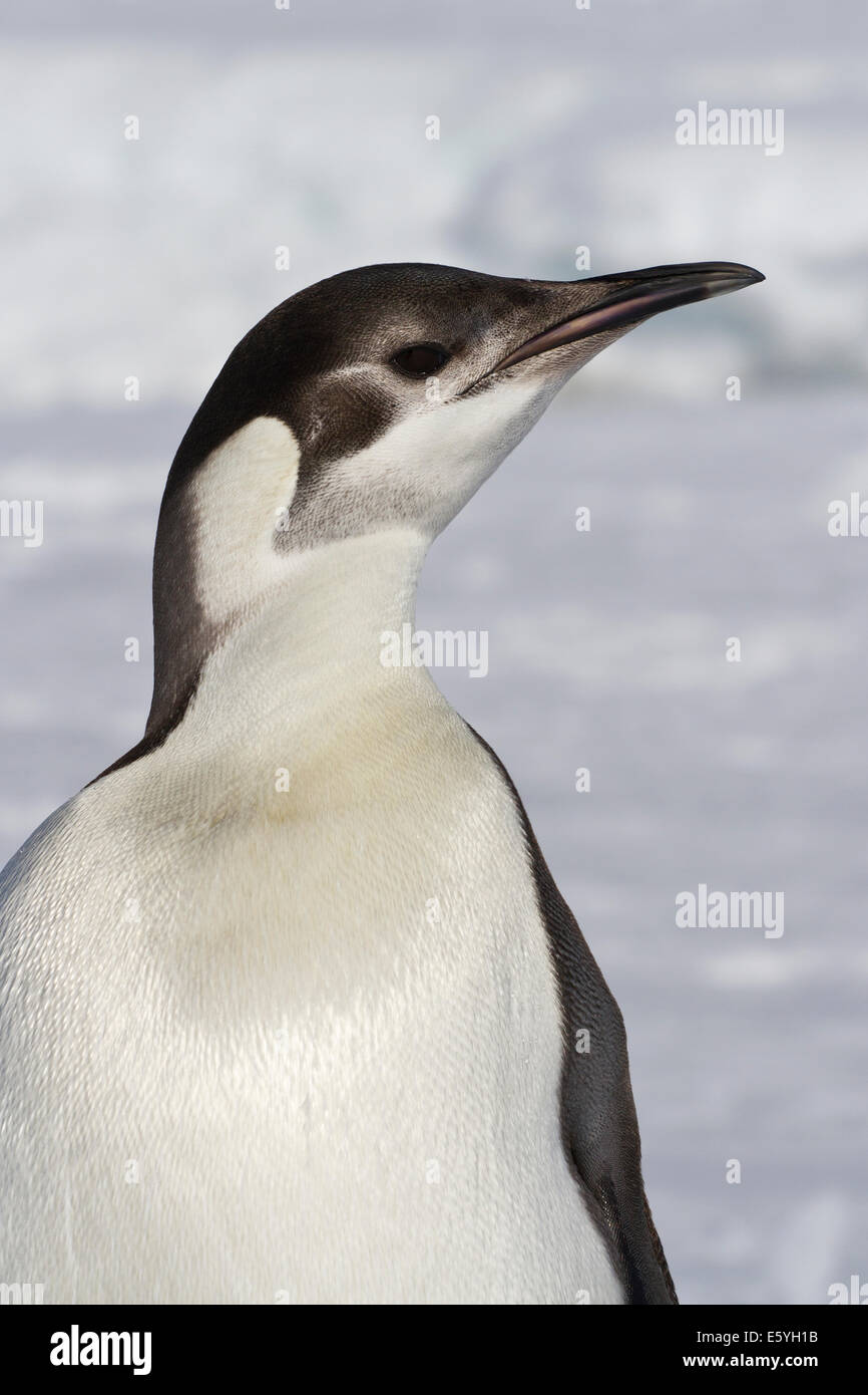 Emperor penguin head hi-res stock photography and images - Alamy