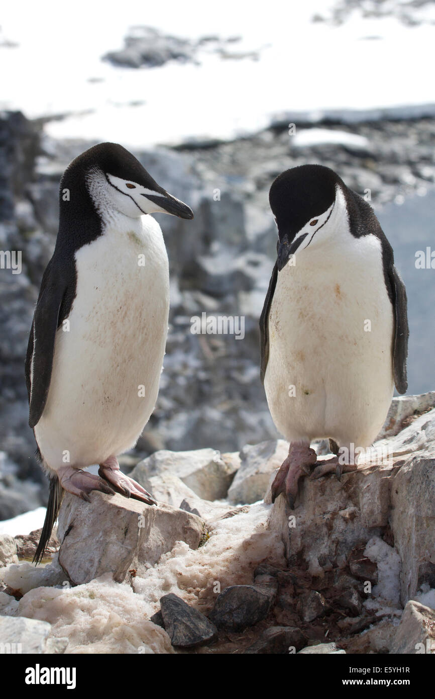 male and female Antarctic penguin Chinstrap or standing near the ...