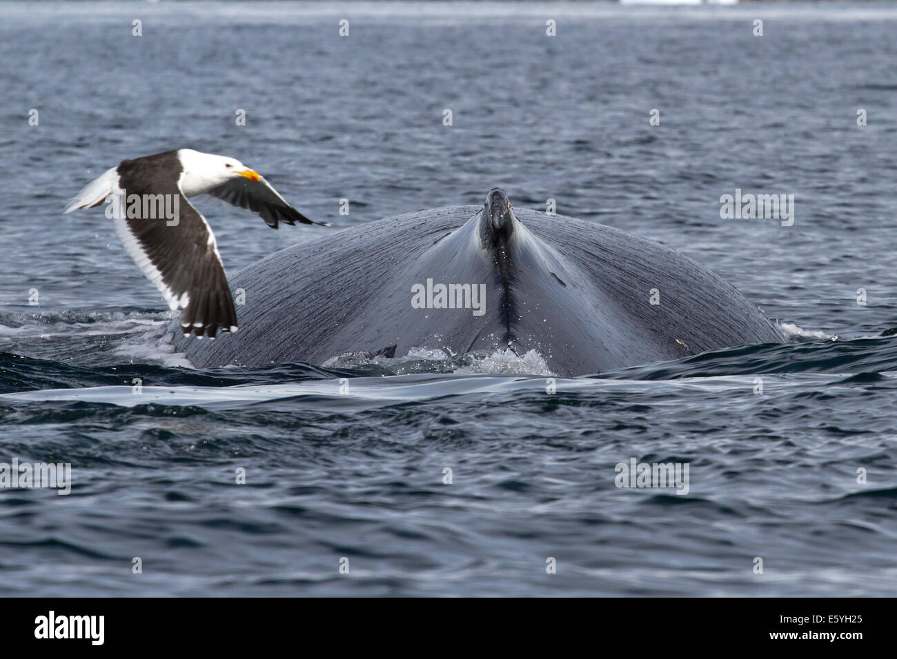 spin and fin whale humpback over which fly kelp gull Stock Photo - Alamy