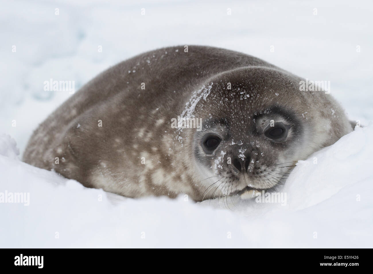 Weddell Seal