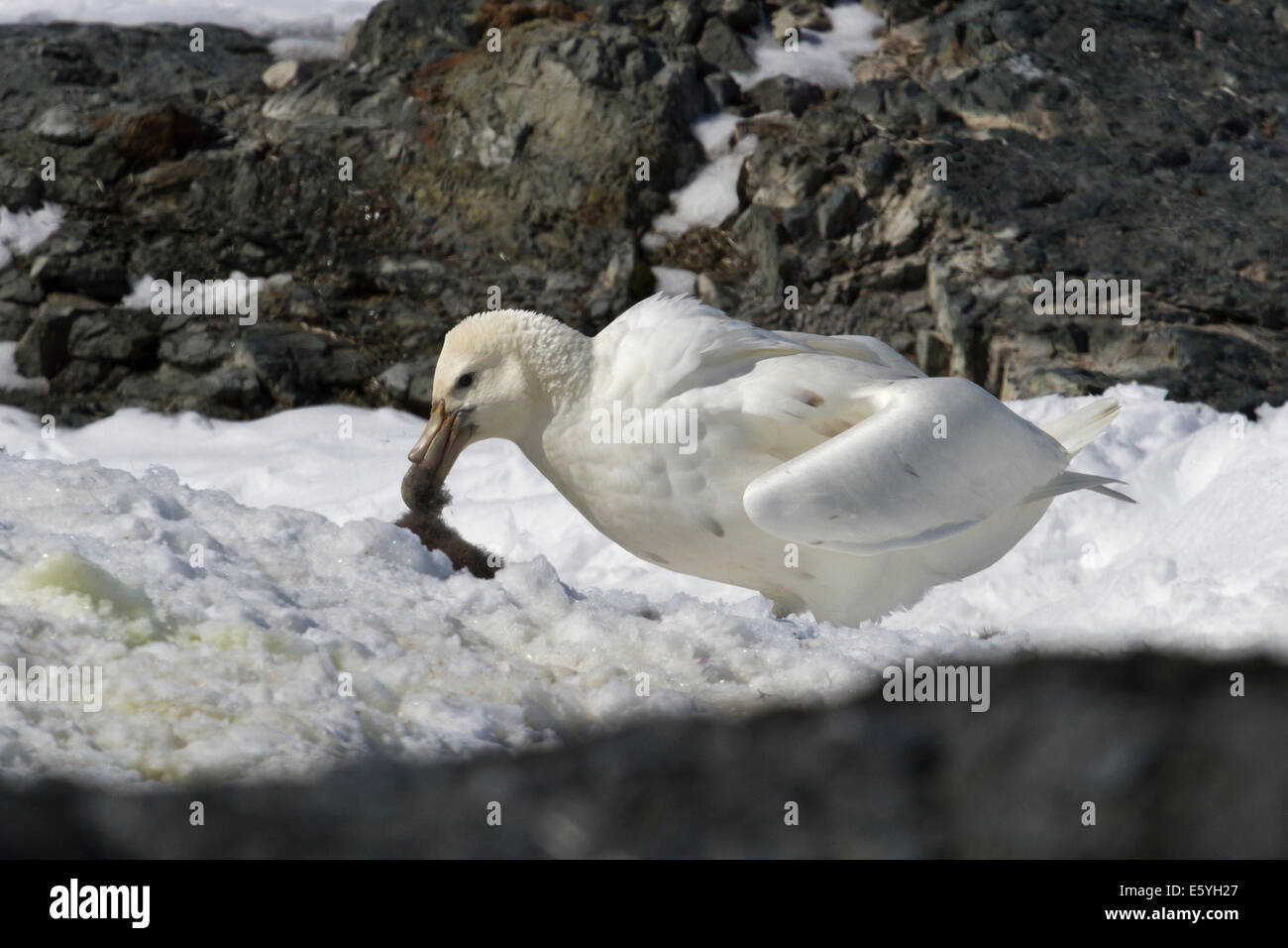 white morph of the southern giant petrel who eats penguin chick Stock ...
