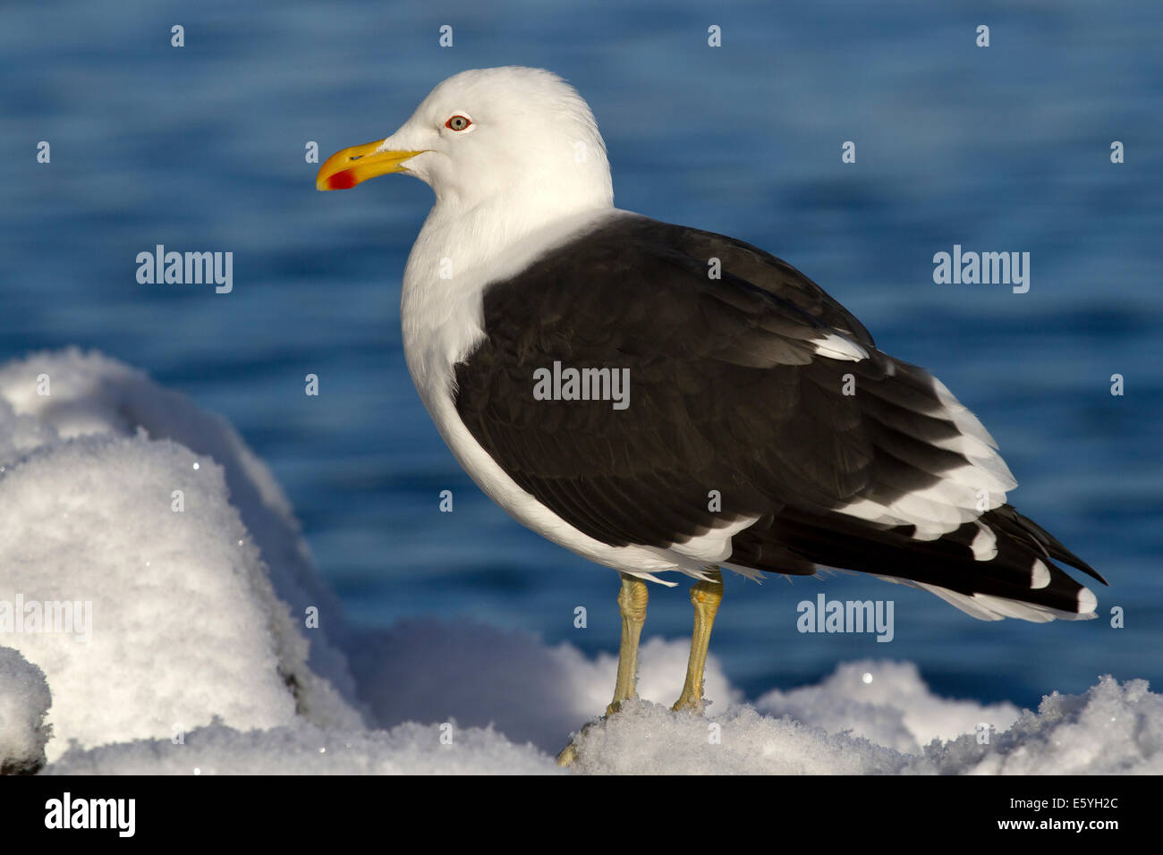 Dominican gull is sitting on the snow a winter sunny day Stock Photo ...