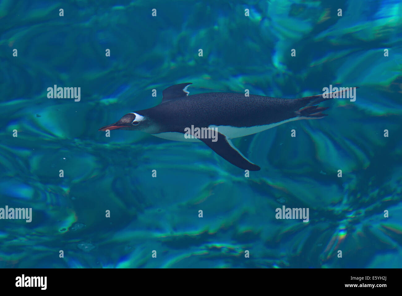 Antarctic penguin underwater hi-res stock photography and images - Alamy