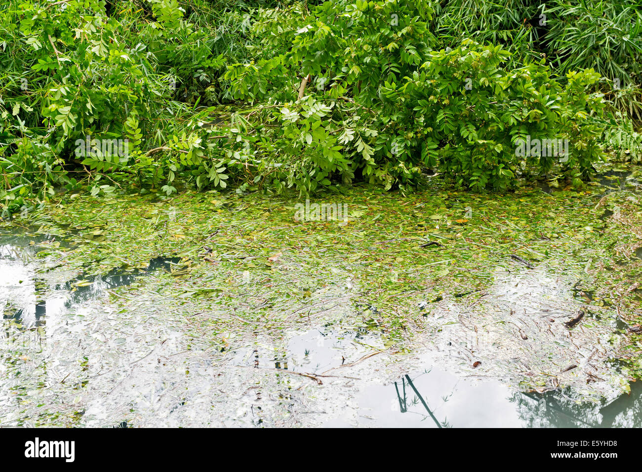 Swimming pool filled with leaves and other tree debris after a strong ...