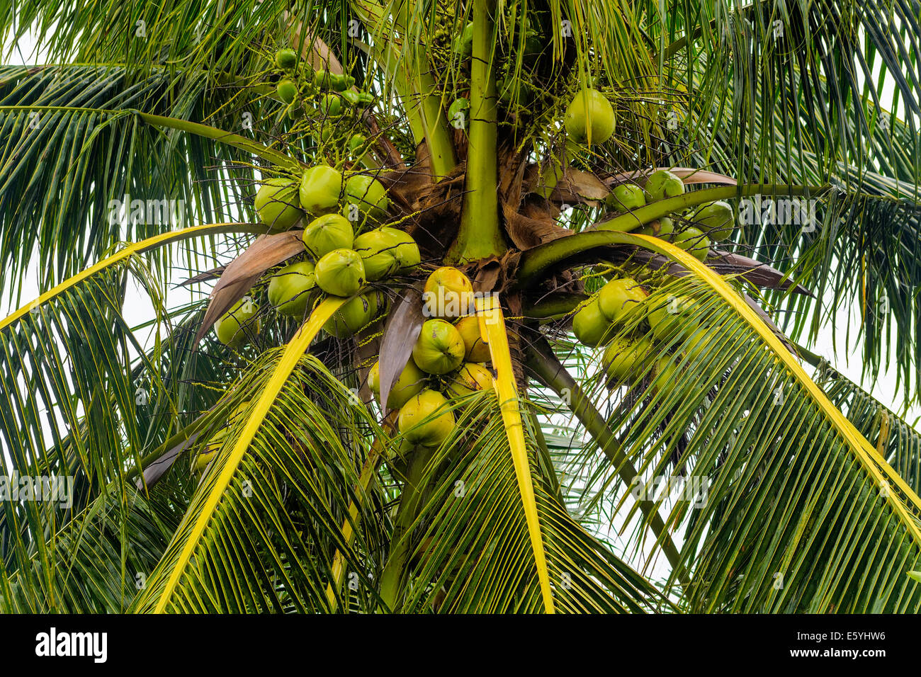 An abundant coconut tree after the storm Stock Photo - Alamy