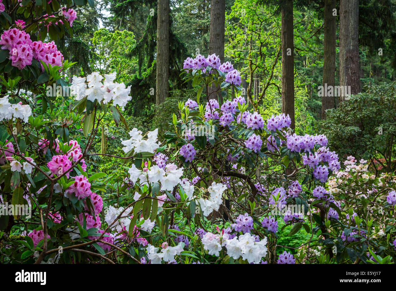 Rhododendron Gardens in Hendrick's Park, Eugene, Oregon, USA Stock ...