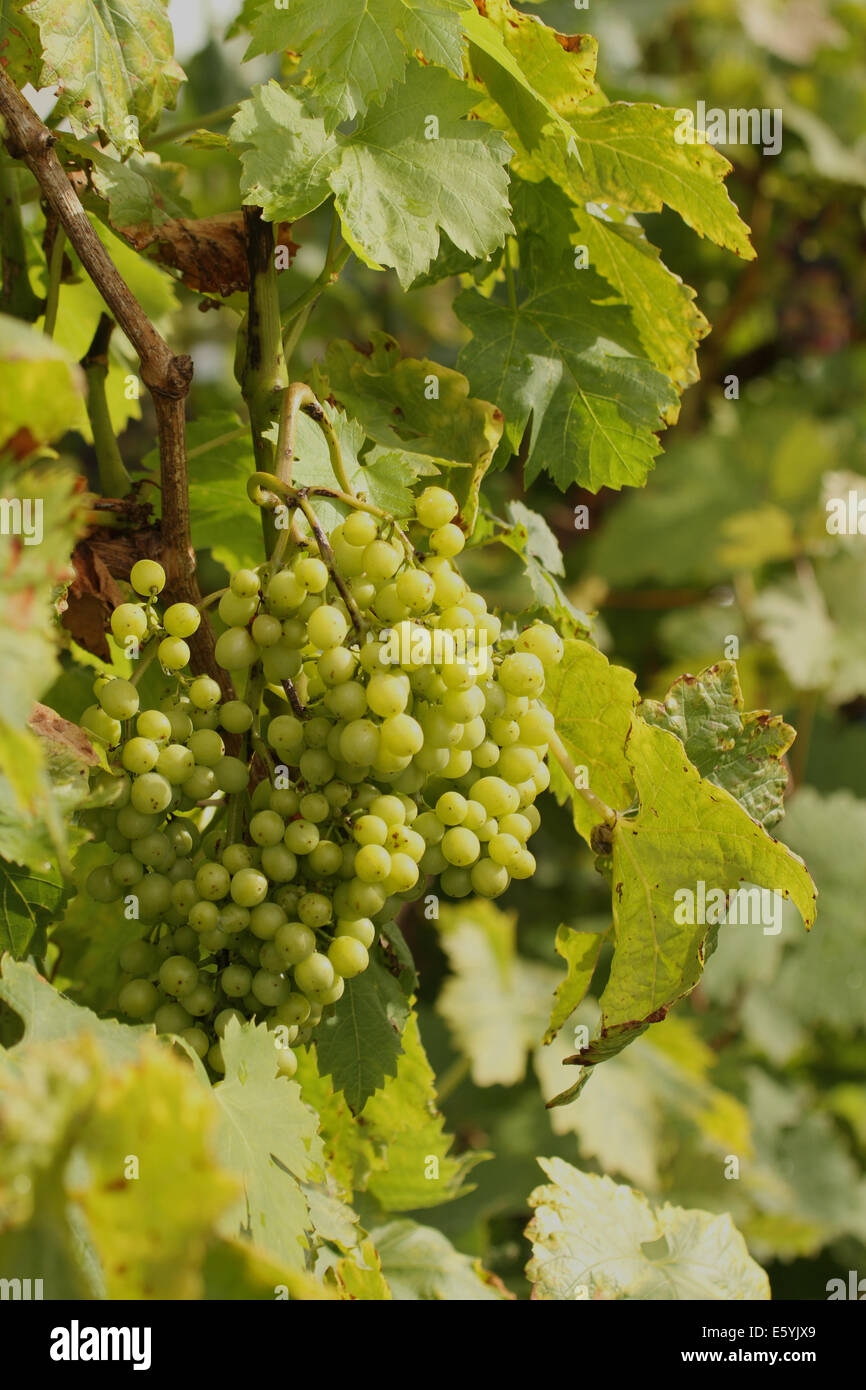 Bitter vine hi-res stock photography and images - Alamy