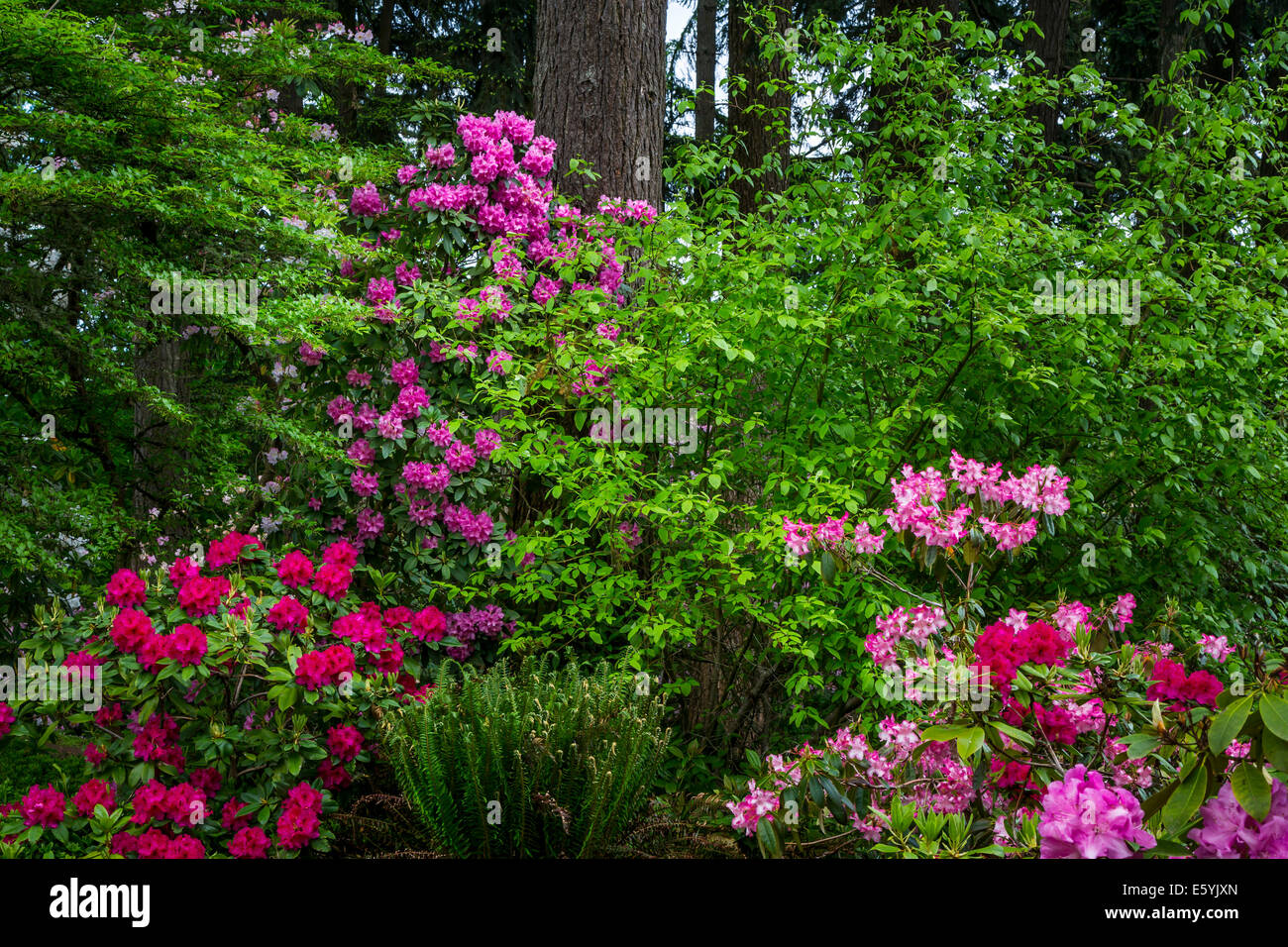 Rhododendron Gardens in Hendrick's Park, Eugene, Oregon, USA Stock ...