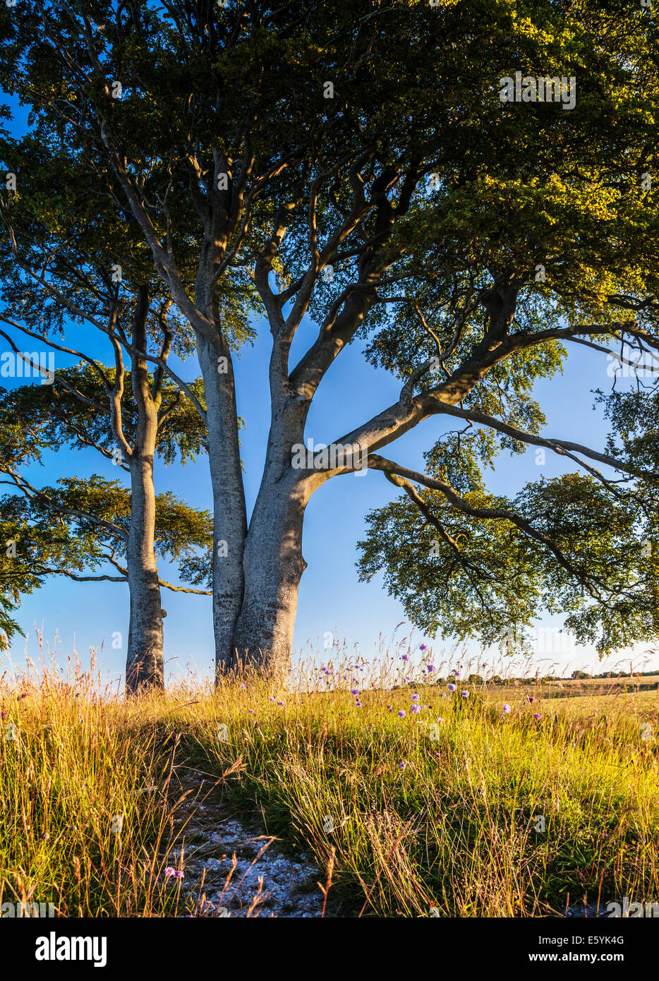 Early morning sunshine on Oliver's Castle, an iron age hillfort on ...