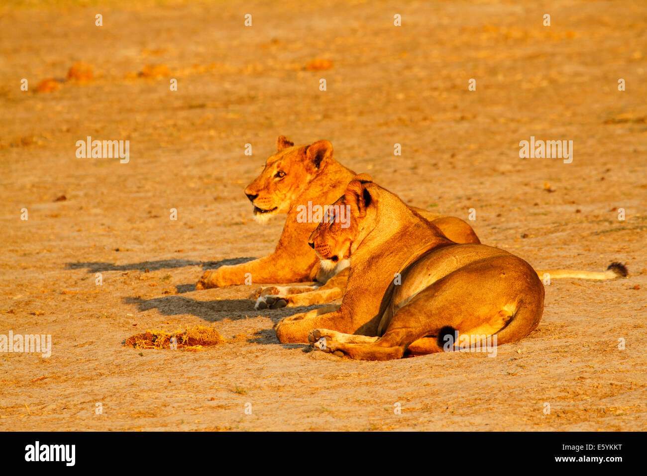 Lions family lion lionesses pride hi-res stock photography and images ...