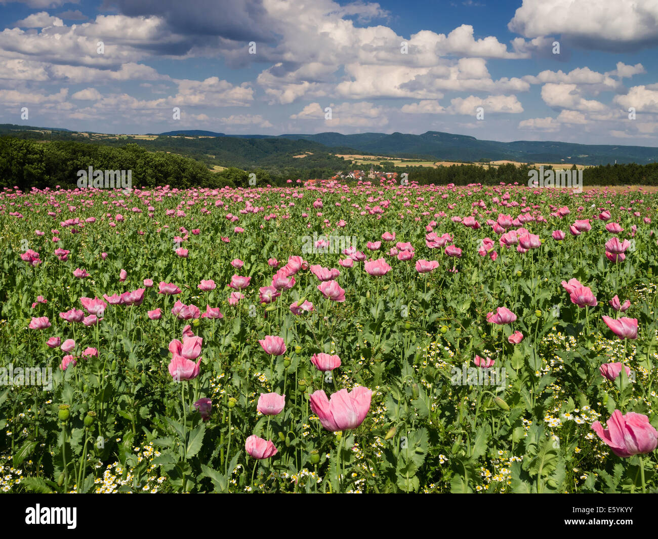 Opium Poppy Field High Resolution Stock Photography and Images - Alamy