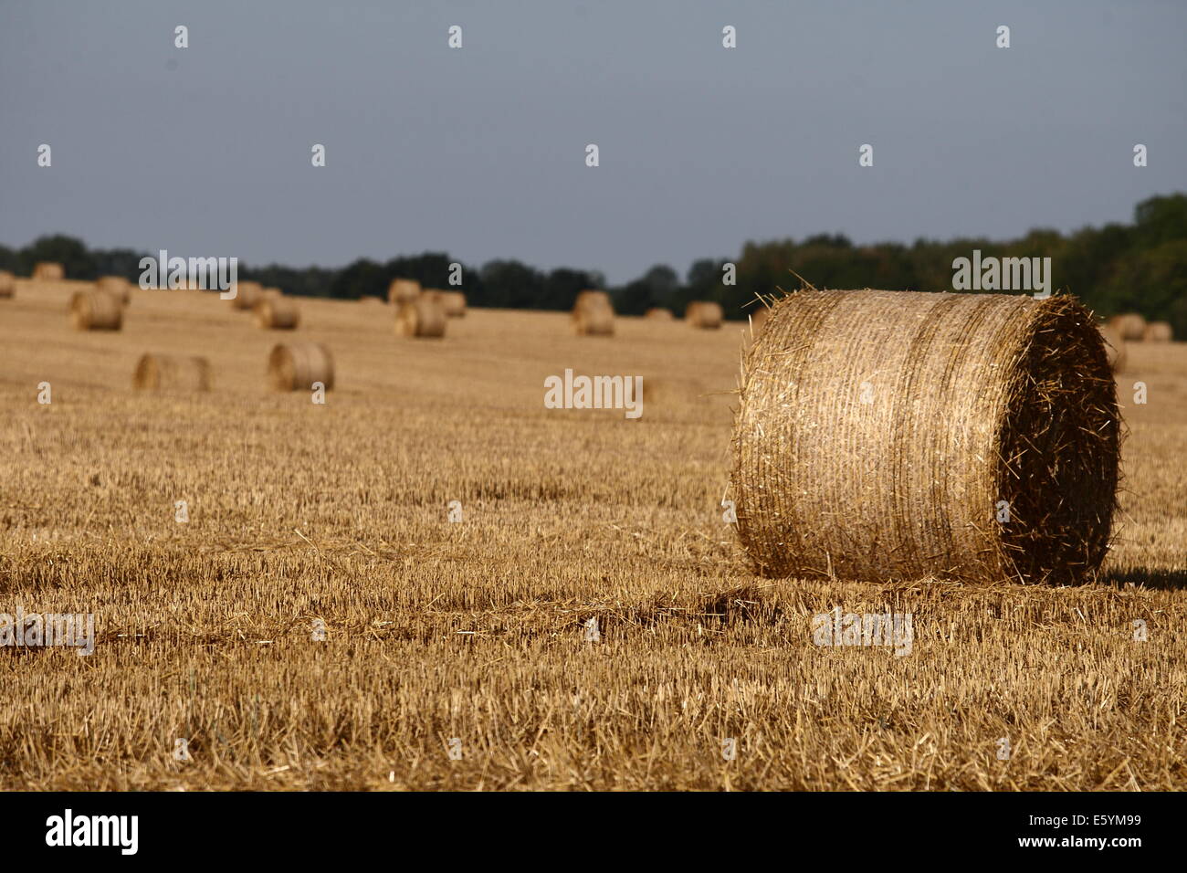 Rusocin , Poland 9th, August 2014 Harvest in Poland. Sheaves of straw ... Rusocin , Poland 9th, August 2014 Harvest in Poland. Sheaves of straw ...