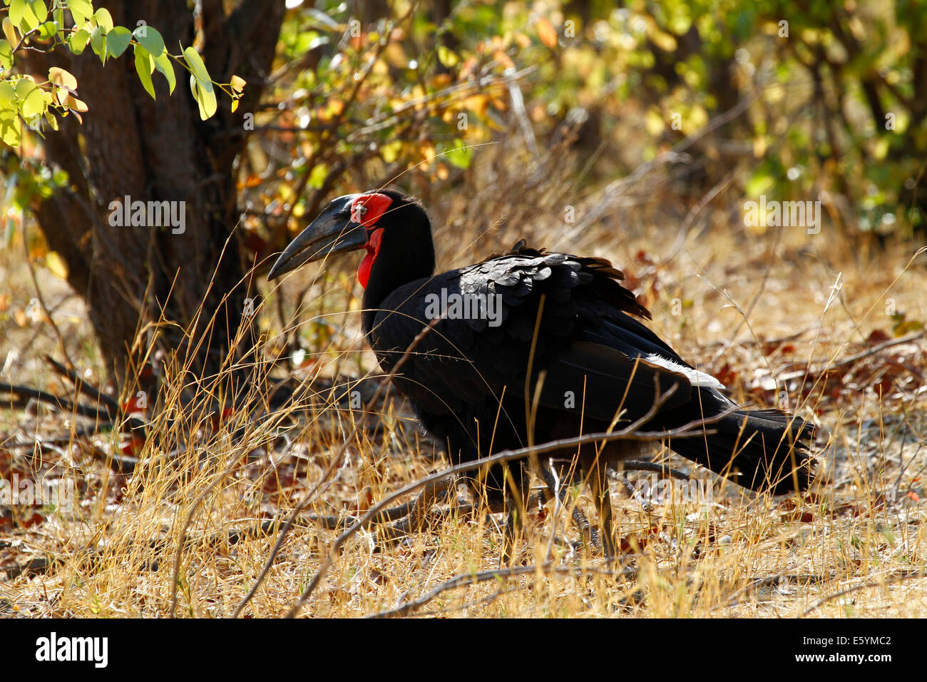 Southern Ground Hornbills feeding on the African plains. Big birds ...