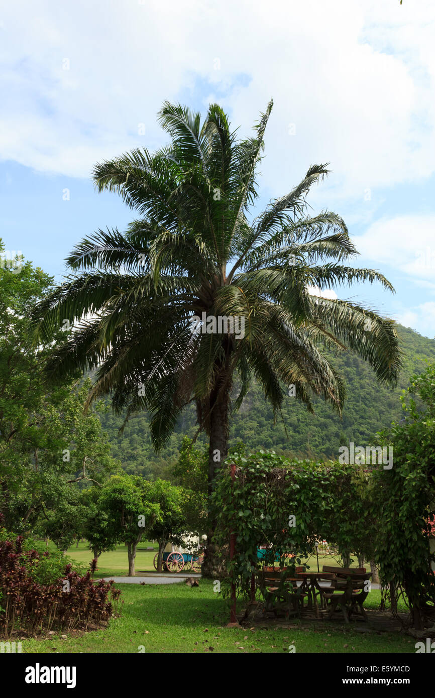 Betel tree hi-res stock photography and images - Alamy