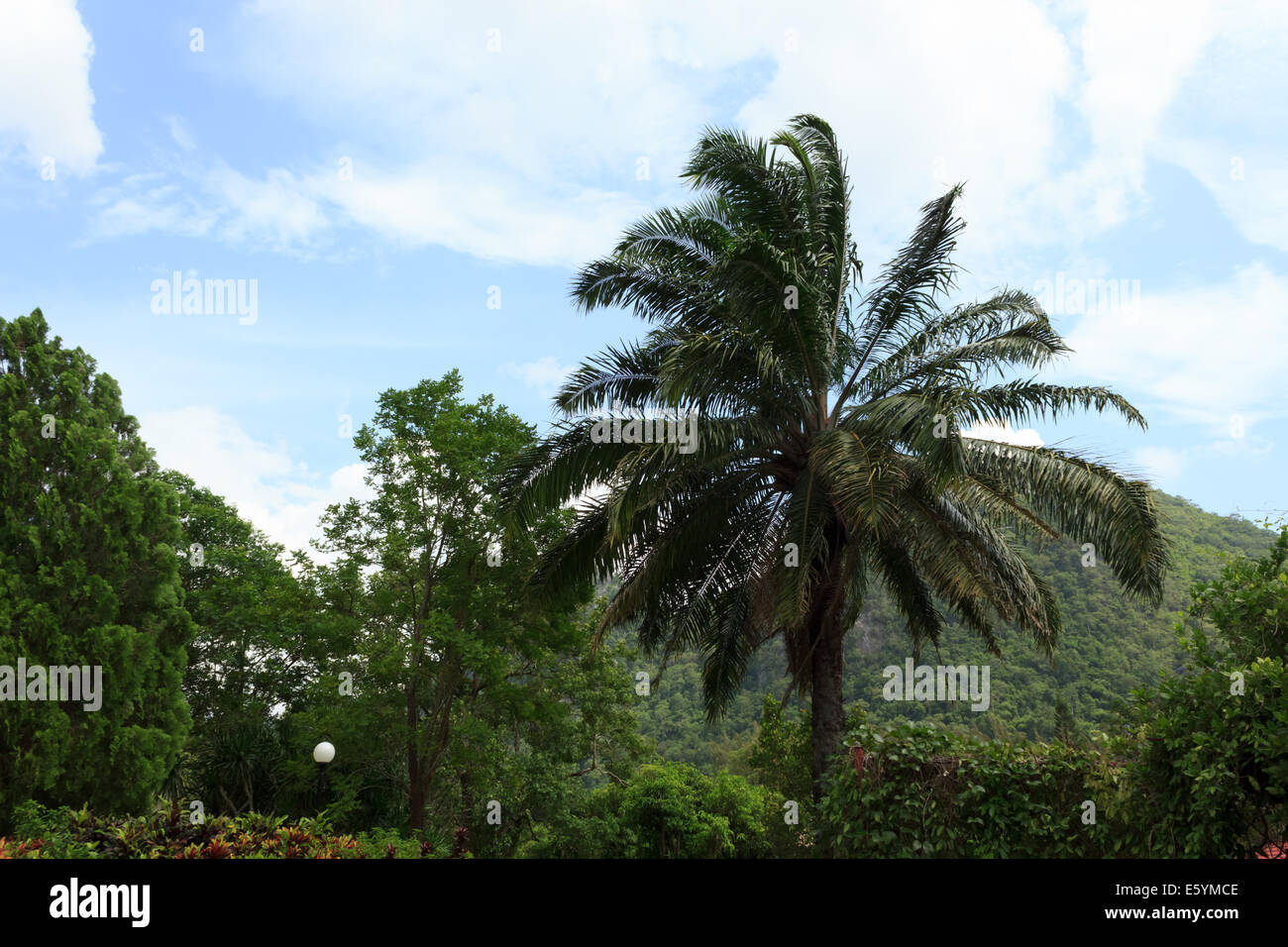 betel palm with blue sky Stock Photo - Alamy