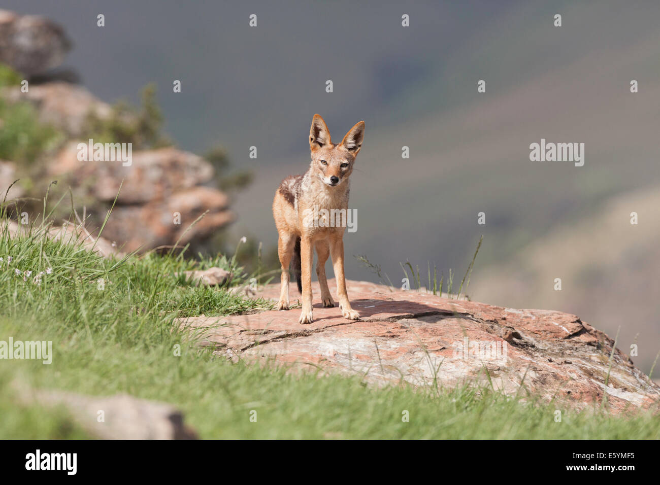 Black backed jackal and fox hi-res stock photography and images - Alamy