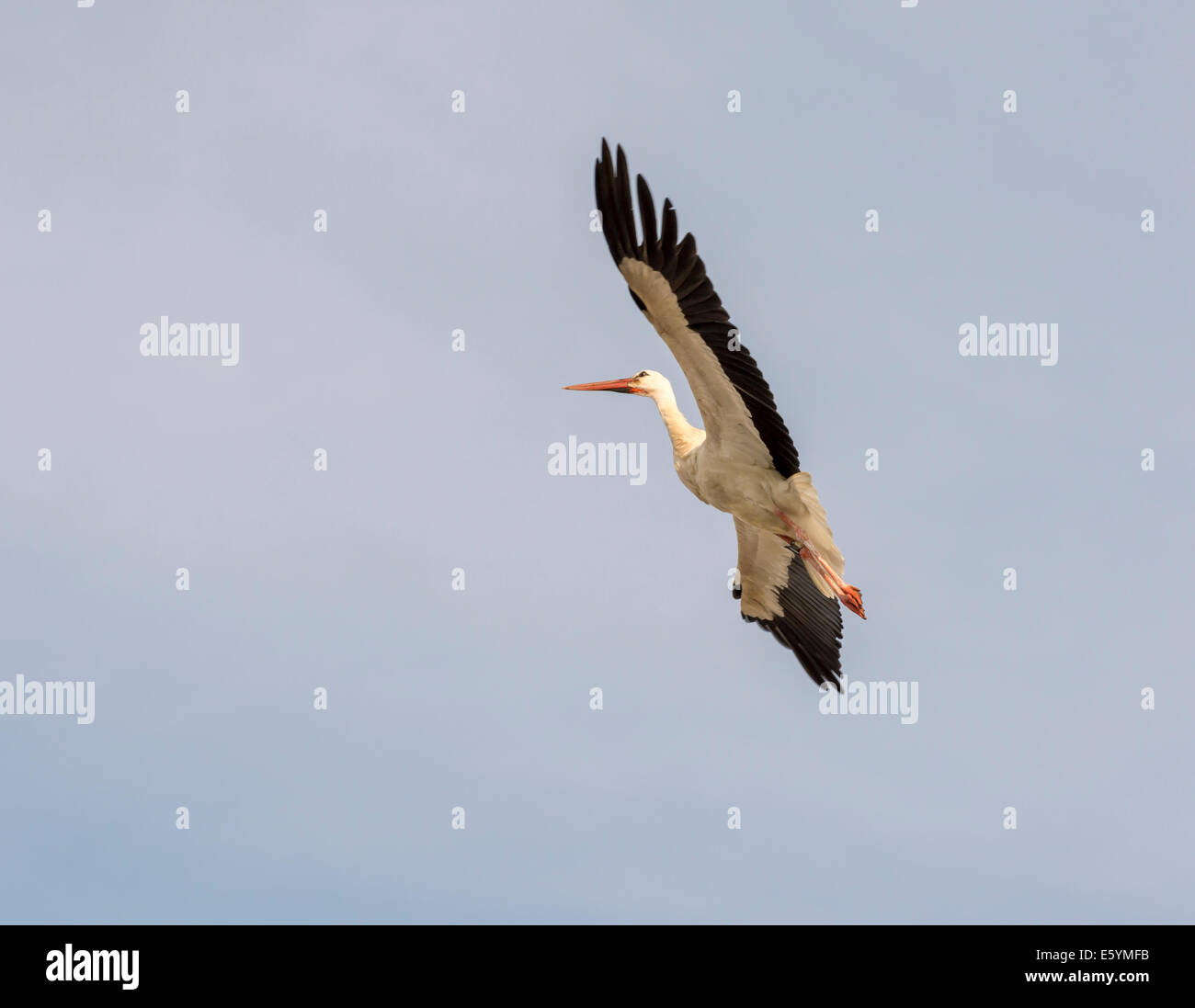 Stork feathers hi-res stock photography and images - Alamy
